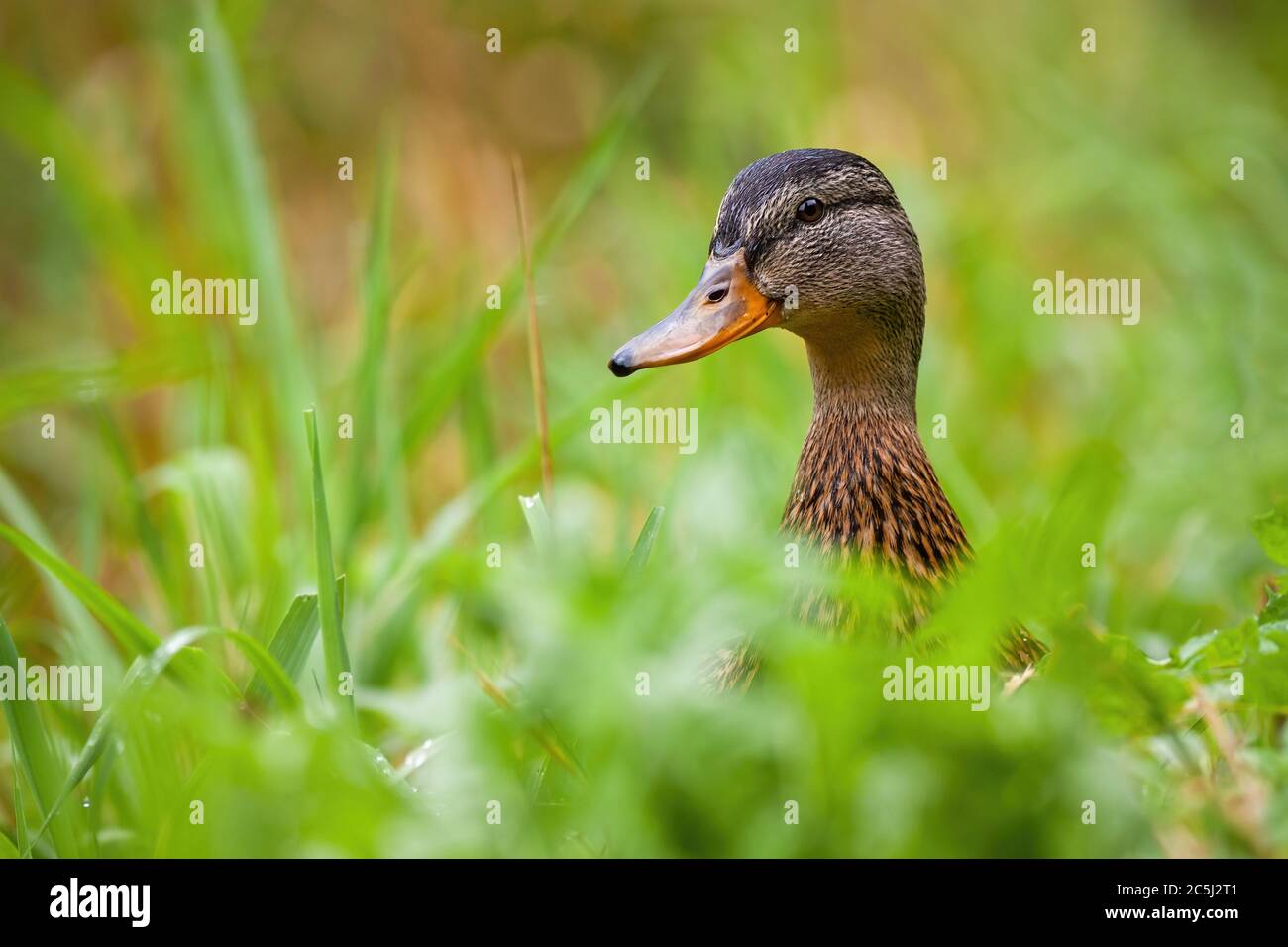 Staring mallard hi-res stock photography and images - Alamy
