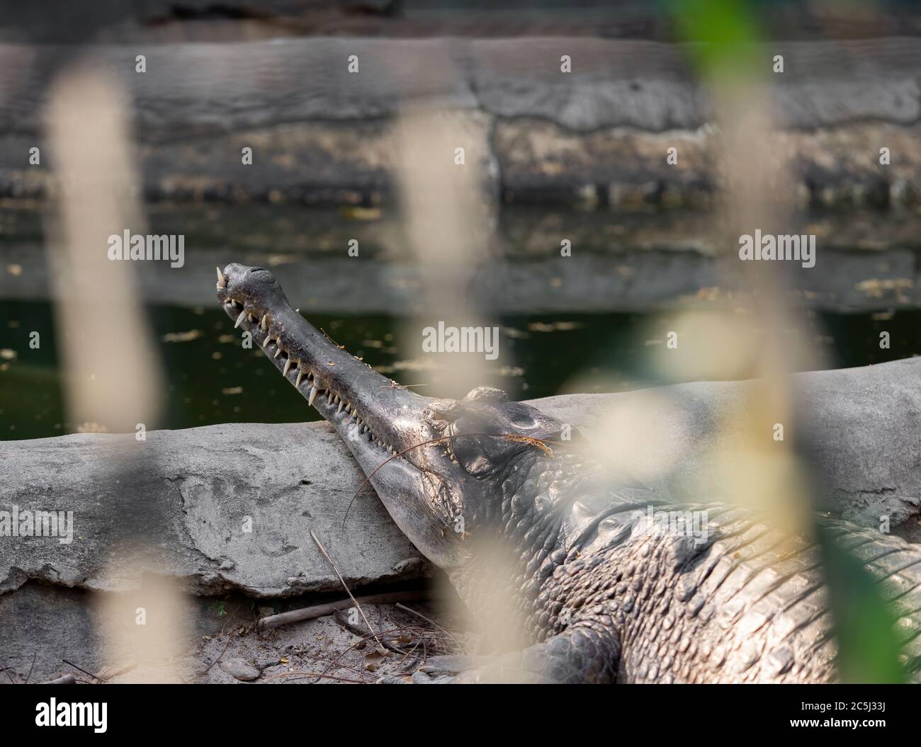 Closeup False Gharial was Sunbathing on The Rock Stock Photo - Alamy