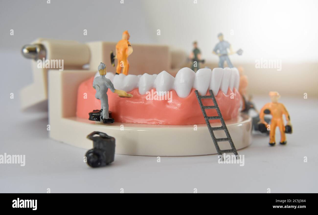 Dental teeth model hi-res stock photography and images - Alamy