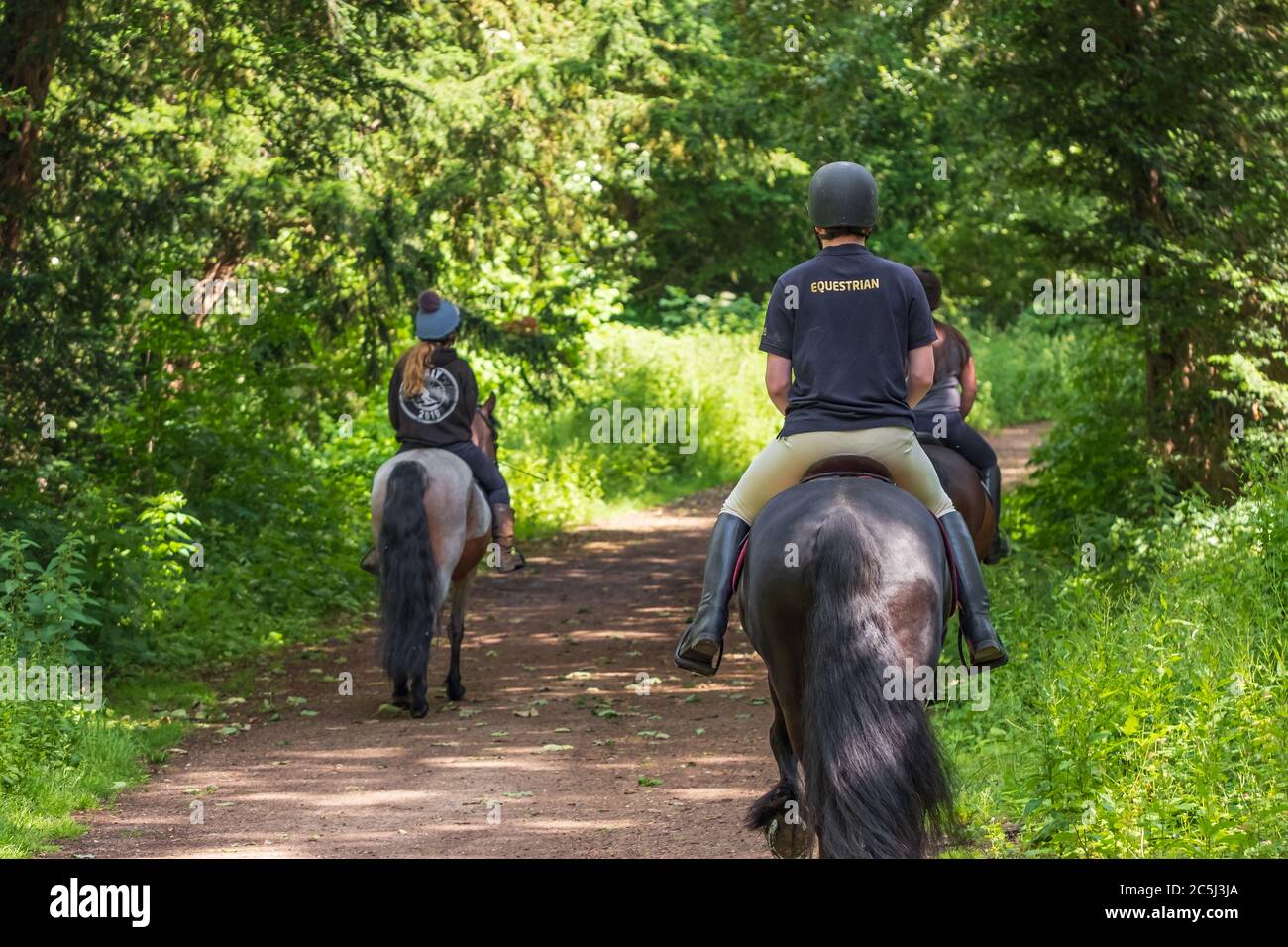Woodland animals group isolated hi-res stock photography and images - Alamy
