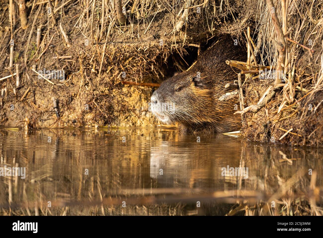 Calm nutria resting in burrow near water in summertime Stock Photo - Alamy