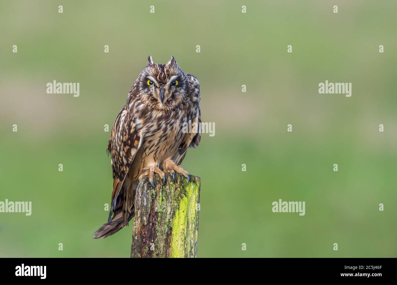 Menacing owl hi-res stock photography and images - Alamy