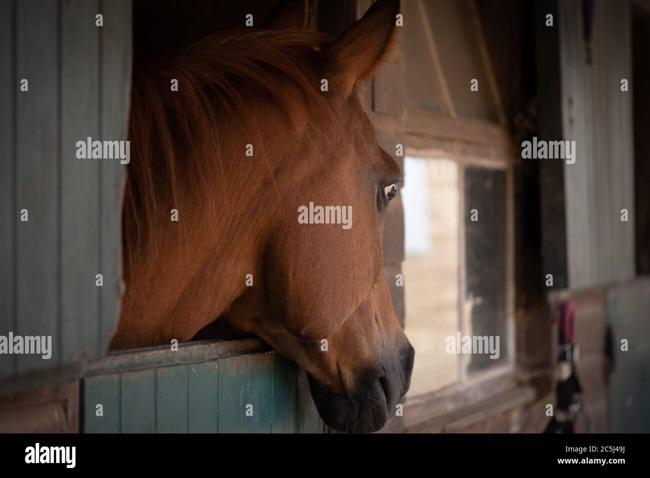 Looking stable doors hi-res stock photography and images - Alamy