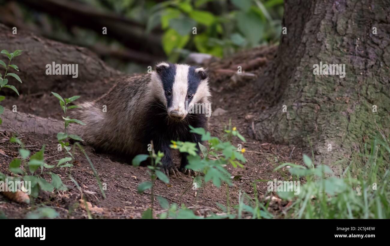 Badger standing hi-res stock photography and images - Alamy