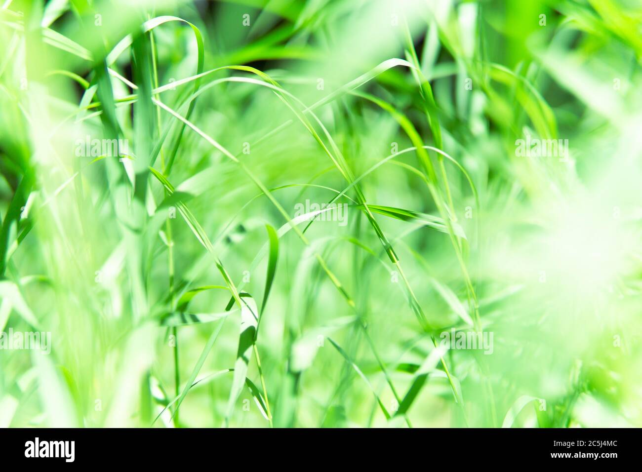 Green Lawn Grass High Resolution Stock Photography and Images - Alamy
