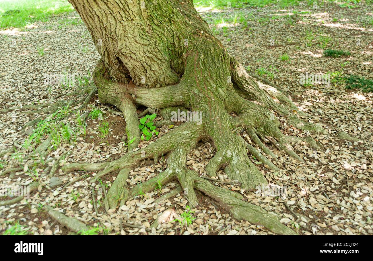 Tree trunk with green moss on the trunk and roots exposed with brown ...