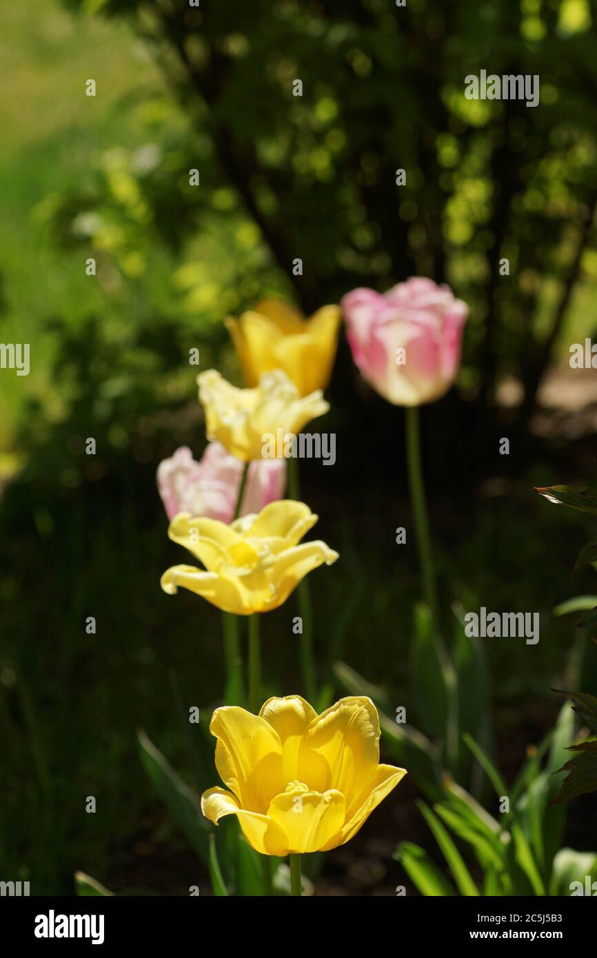 Colourful tulips in a row, spring in a botanical garden, copy space ...