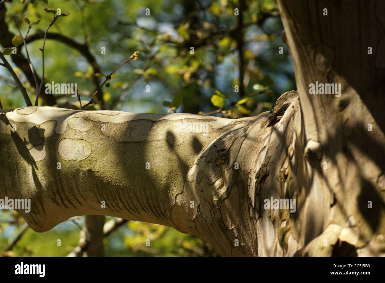 Platanus, bough texture, light and shadow, fuzzy background Stock Photo ...