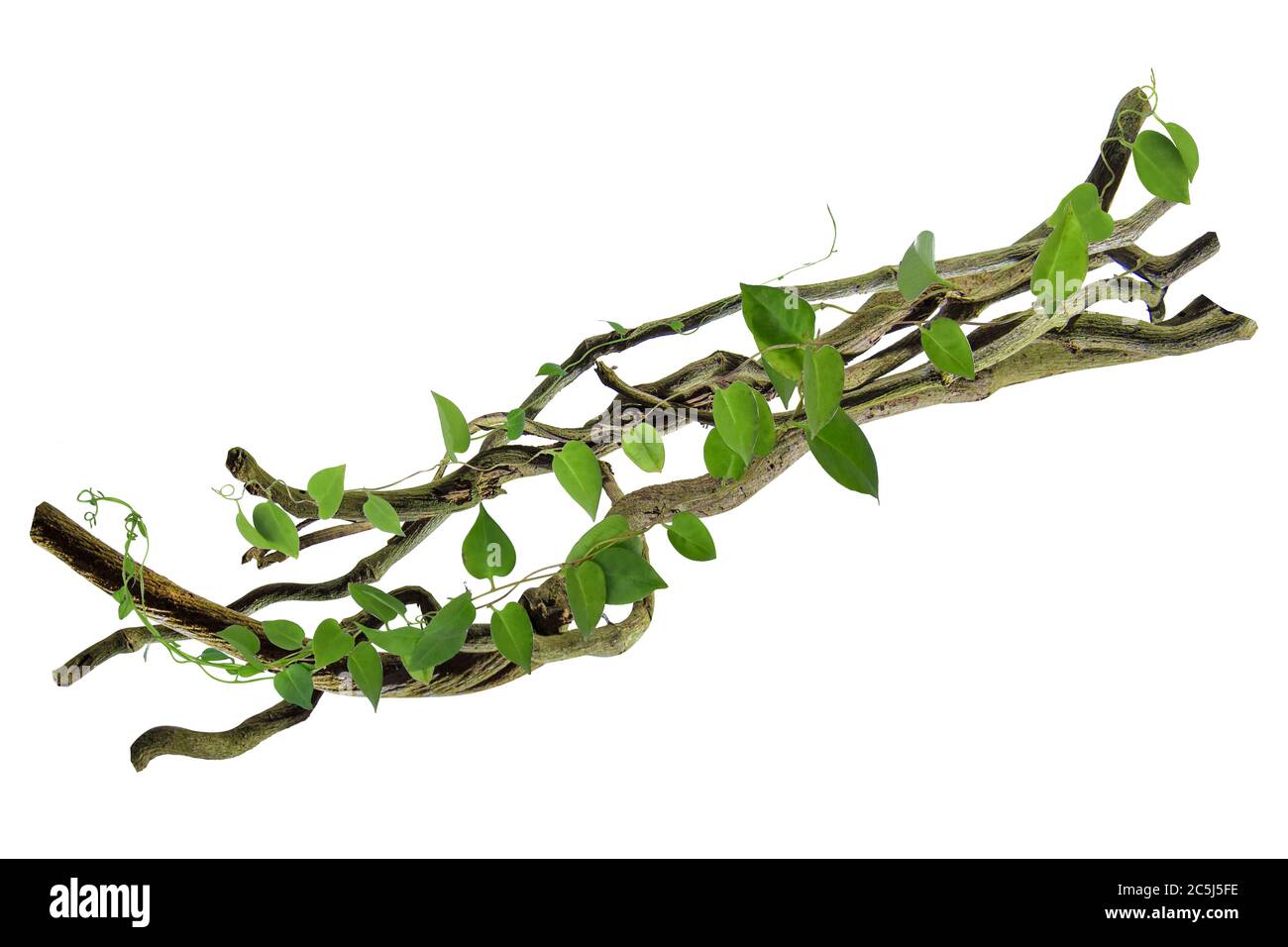 circular vine at the roots. Bush grape or three-leaved wild vine ...