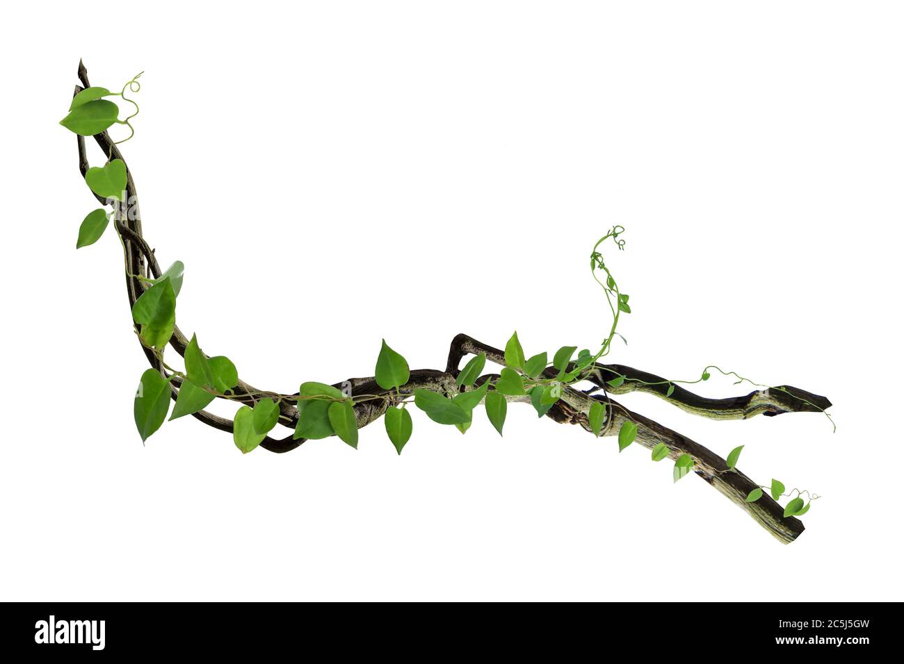 circular vine at the roots. Bush grape or three-leaved wild vine ...