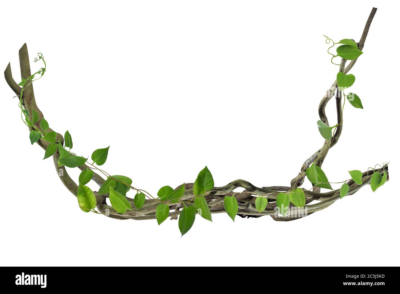 Grow grape vines Cut Out Stock Images & Pictures - Alamy