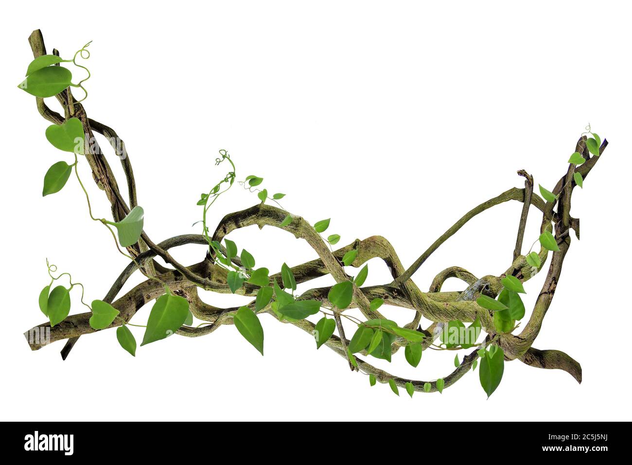 circular vine at the roots. Bush grape or three-leaved wild vine ...