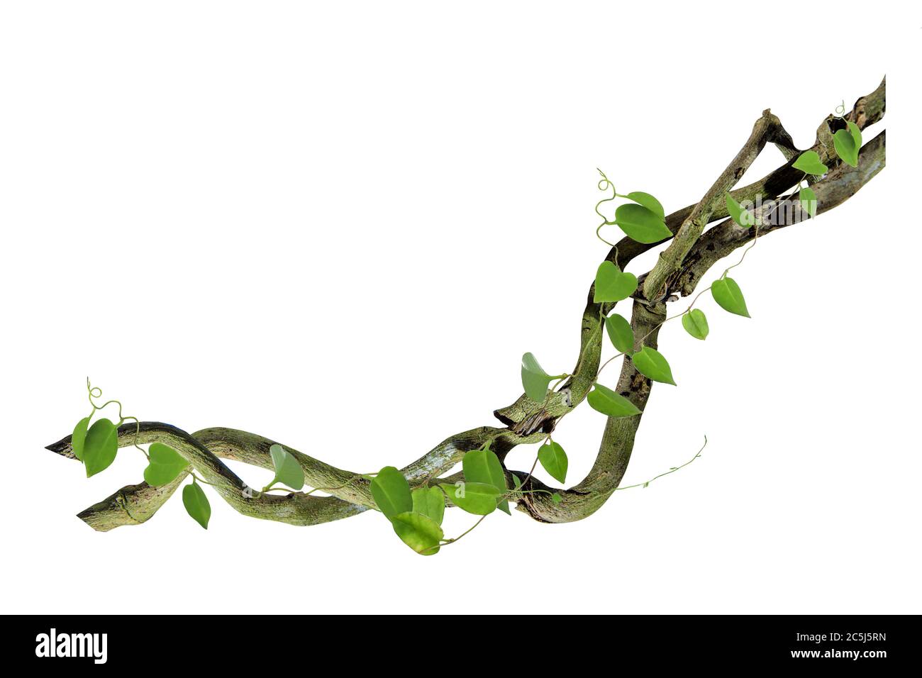 circular vine at the roots. Bush grape or three-leaved wild vine ...