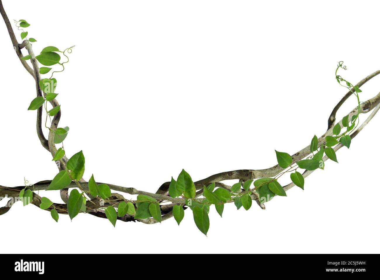 circular vine at the roots. Bush grape or three-leaved wild vine ...