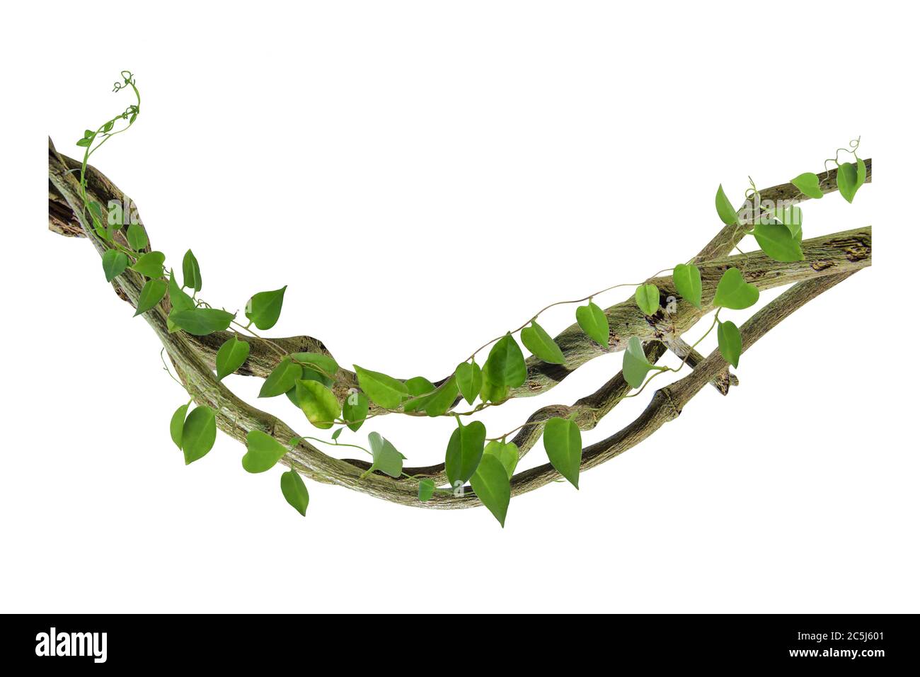 circular vine at the roots. Bush grape or three-leaved wild vine ...