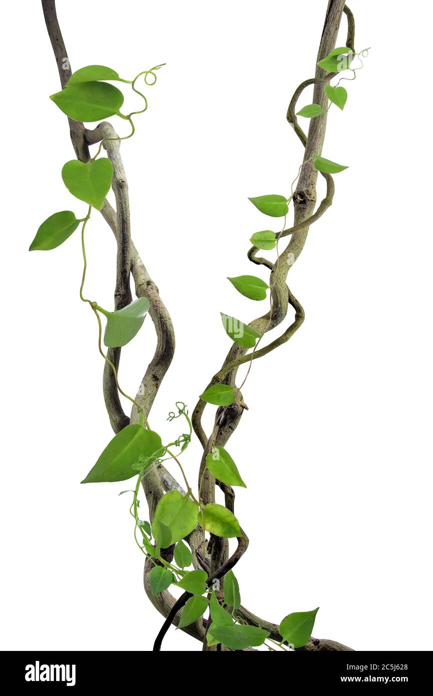 circular vine at the roots. Bush grape or three-leaved wild vine ...