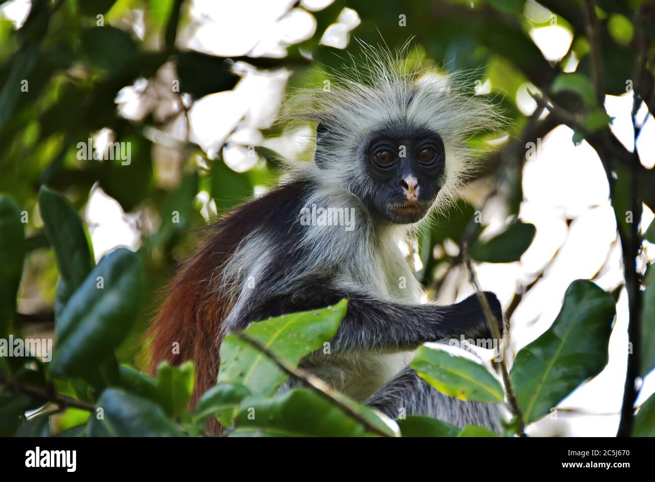 Red Colobus baby monkey in a natural environment, Zanzibar Jozani ...