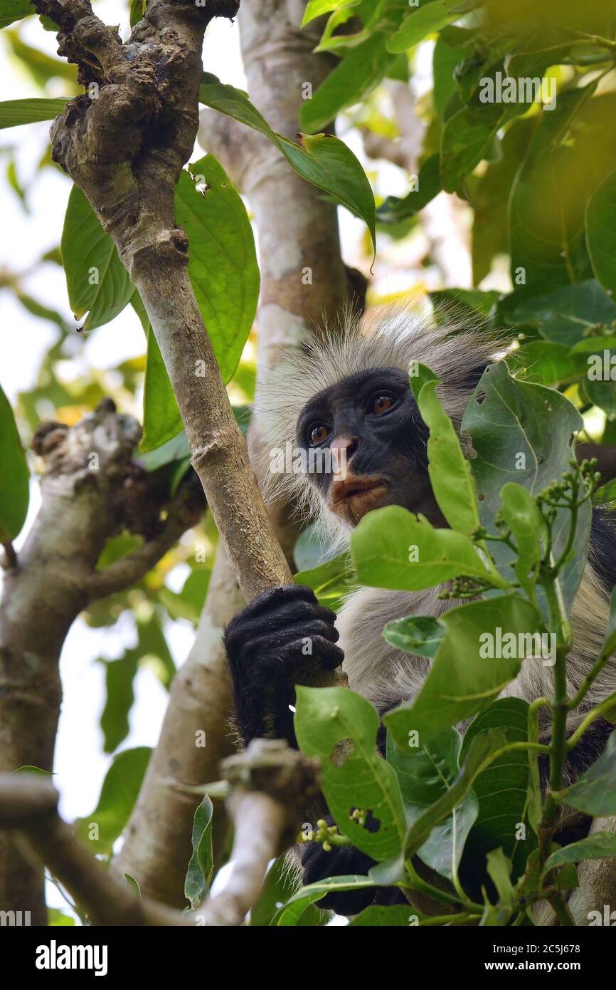Red Colobus monkey in a natural environment, Zanzibar Jozani forest ...