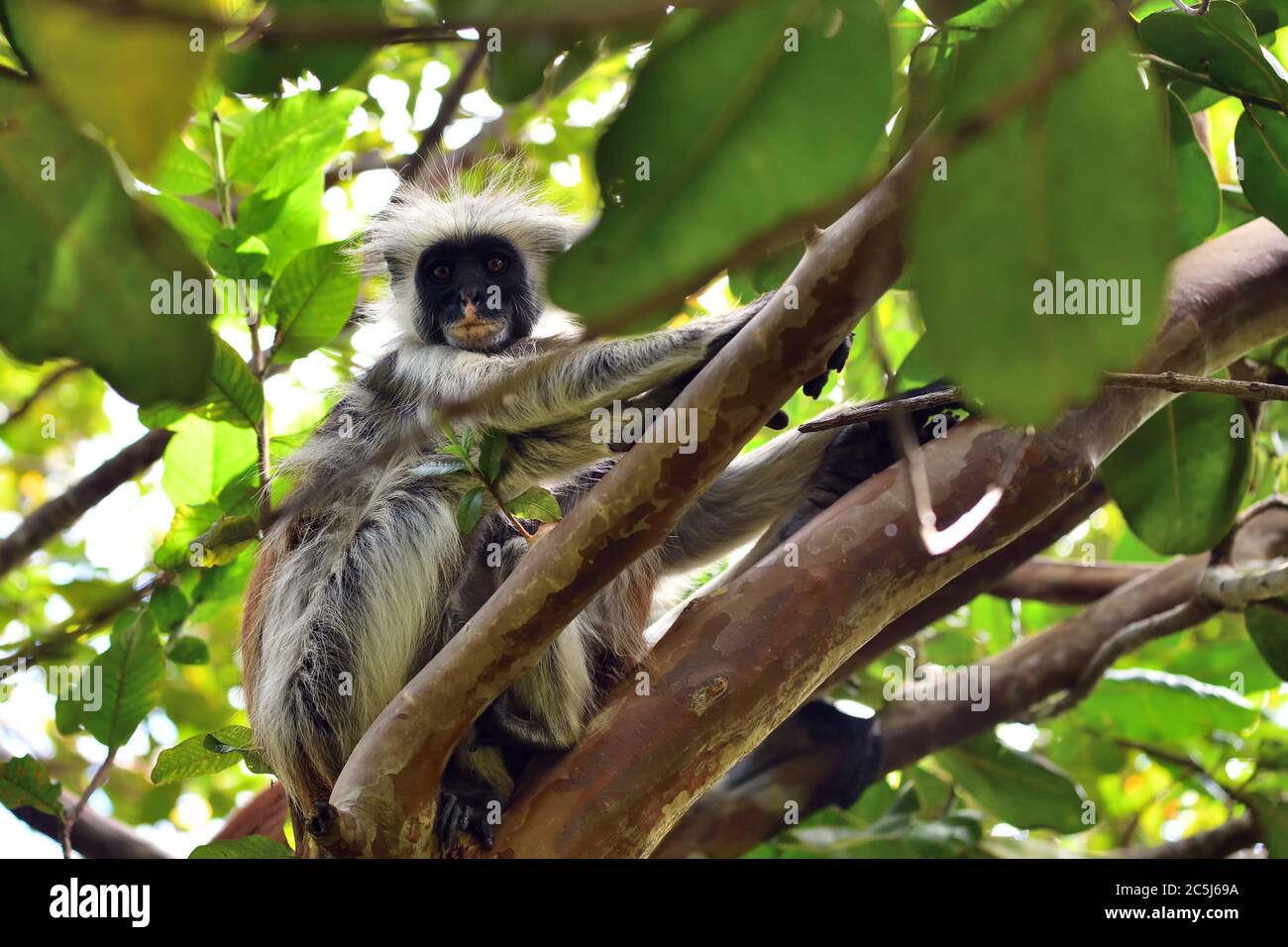 Red Colobus baby monkey in a natural environment, Zanzibar Jozani ...