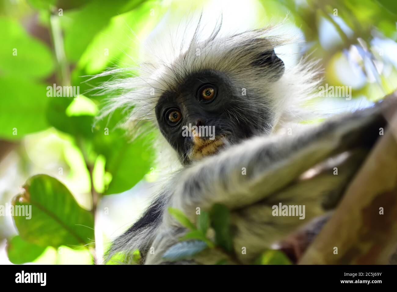 Red Colobus baby monkey in a natural environment, Zanzibar Jozani ...