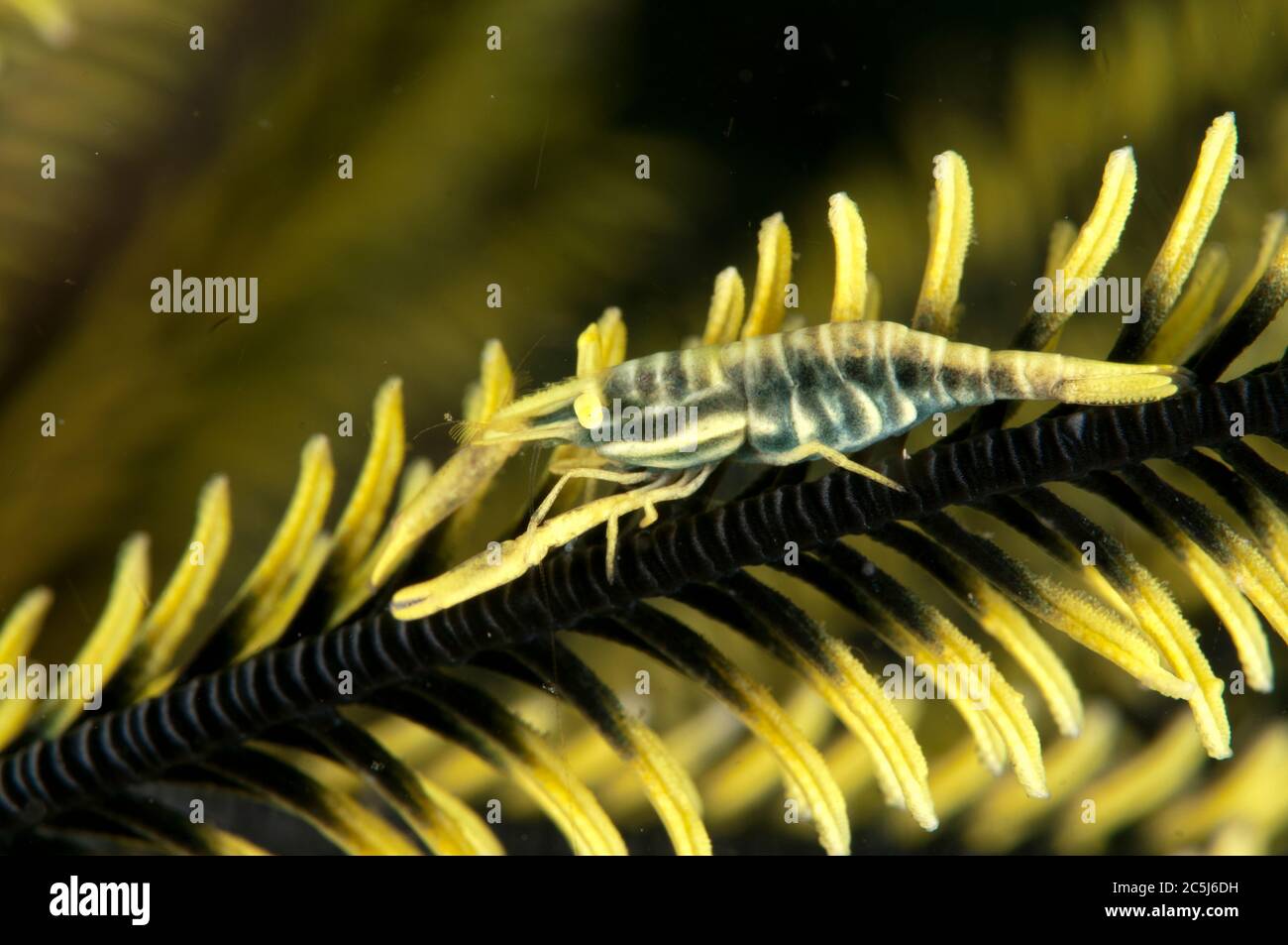 Ambon Crinoid Shrimp, Laomenes amboinensis, on Crinoid, Comatulida ...