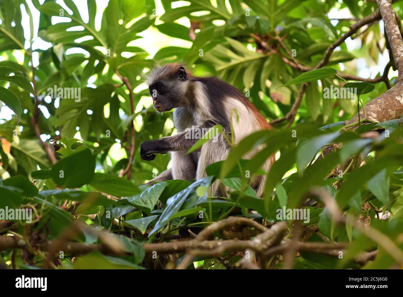 Red Colobus monkey in a natural environment, Zanzibar Jozani forest ...