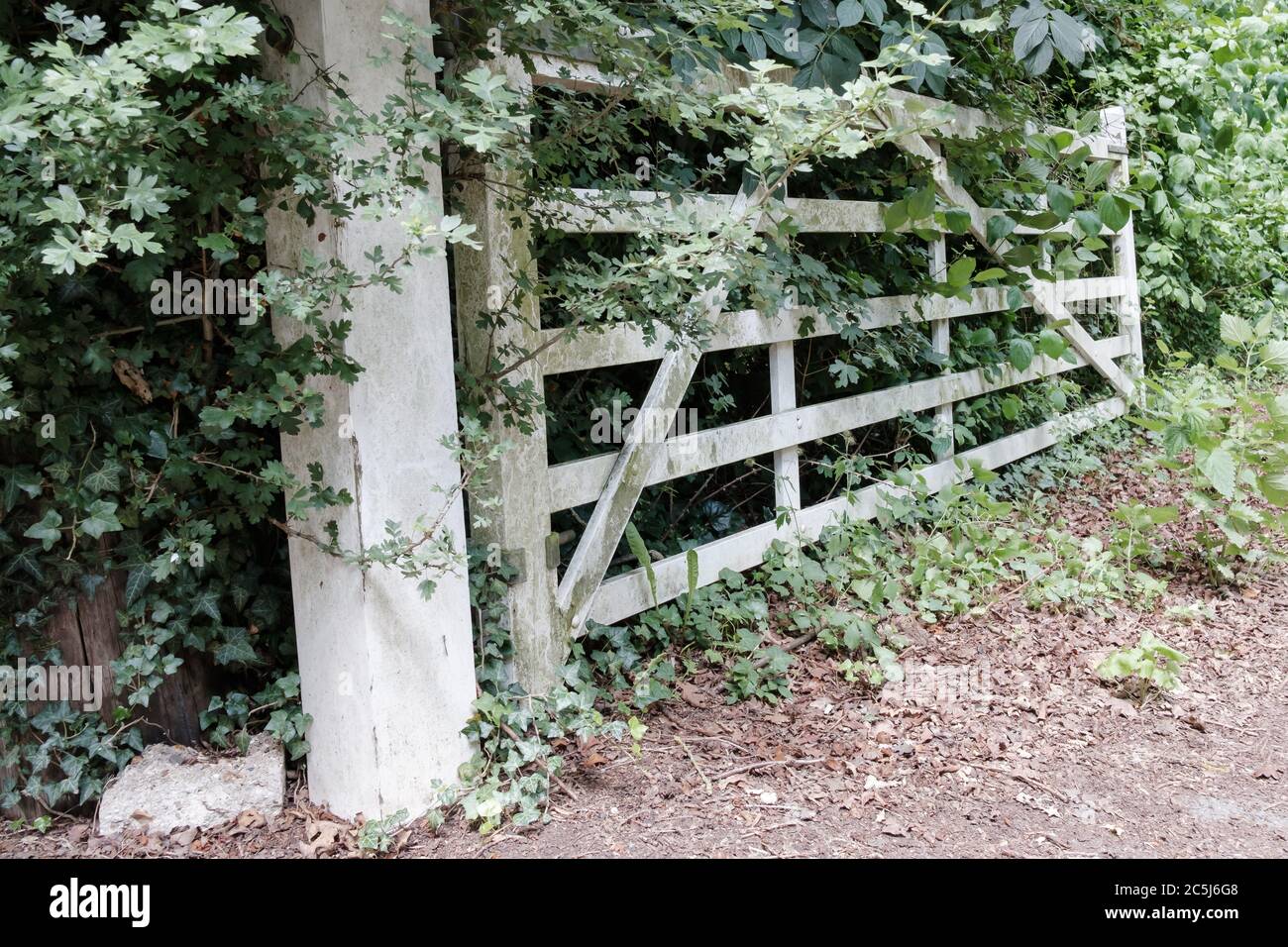Abandoned white painted wooden gate seen in the open position, leading ...