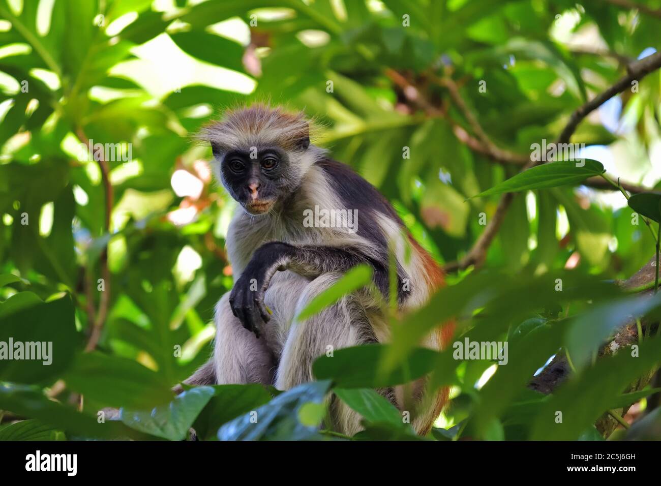 Red Colobus monkey in a natural environment, Zanzibar Jozani forest ...