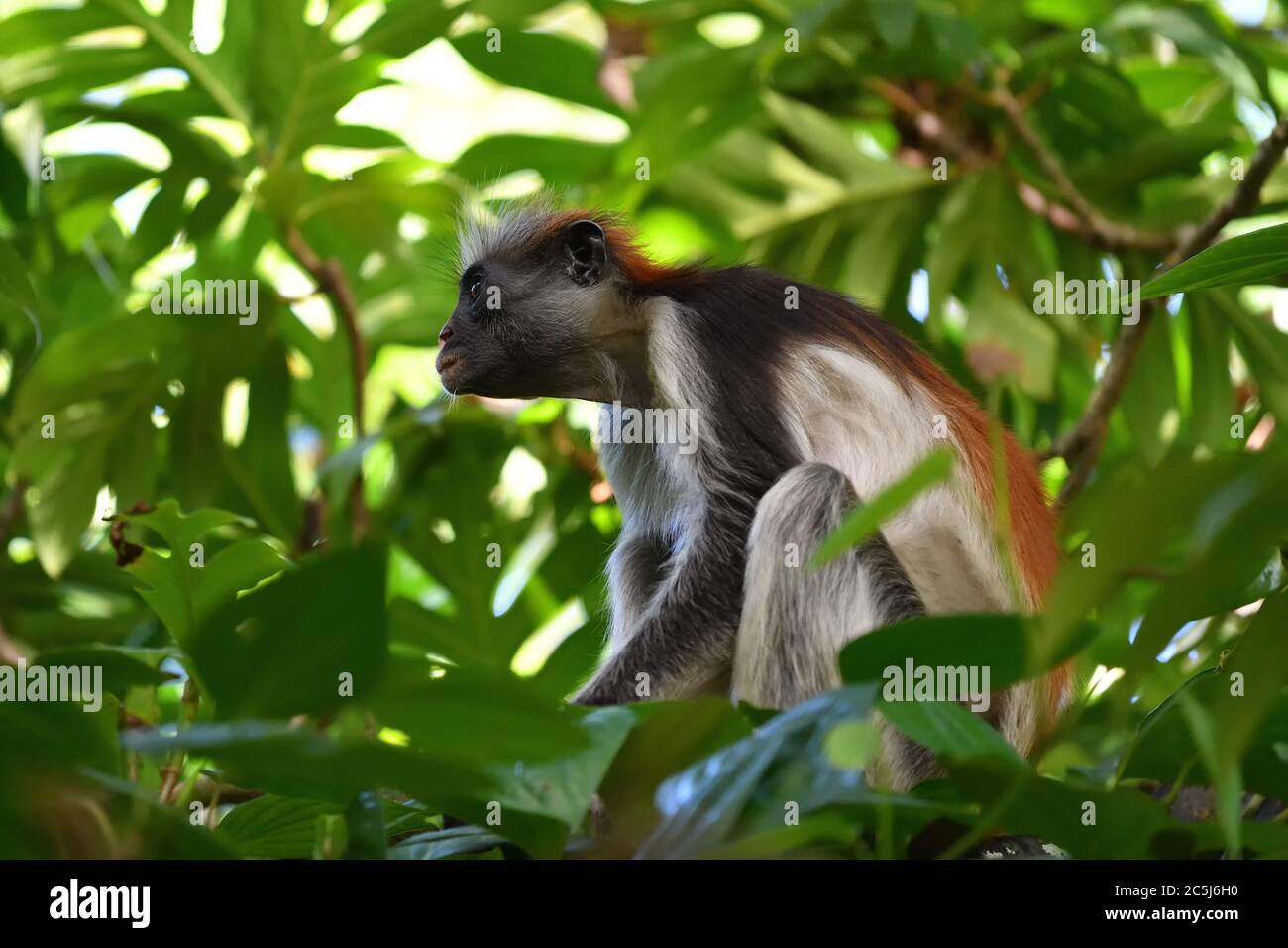 Red Colobus monkey in a natural environment, Zanzibar Jozani forest ...