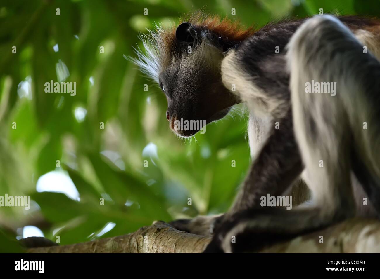 Red Colobus baby monkey in a natural environment, Zanzibar Jozani ...