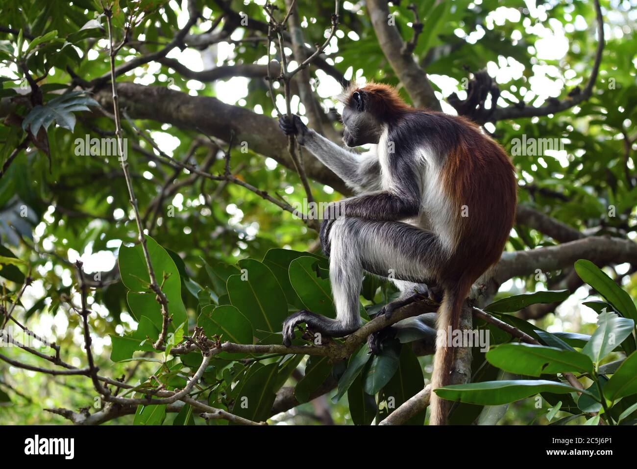 Red Colobus baby monkey in a natural environment, Zanzibar Jozani ...