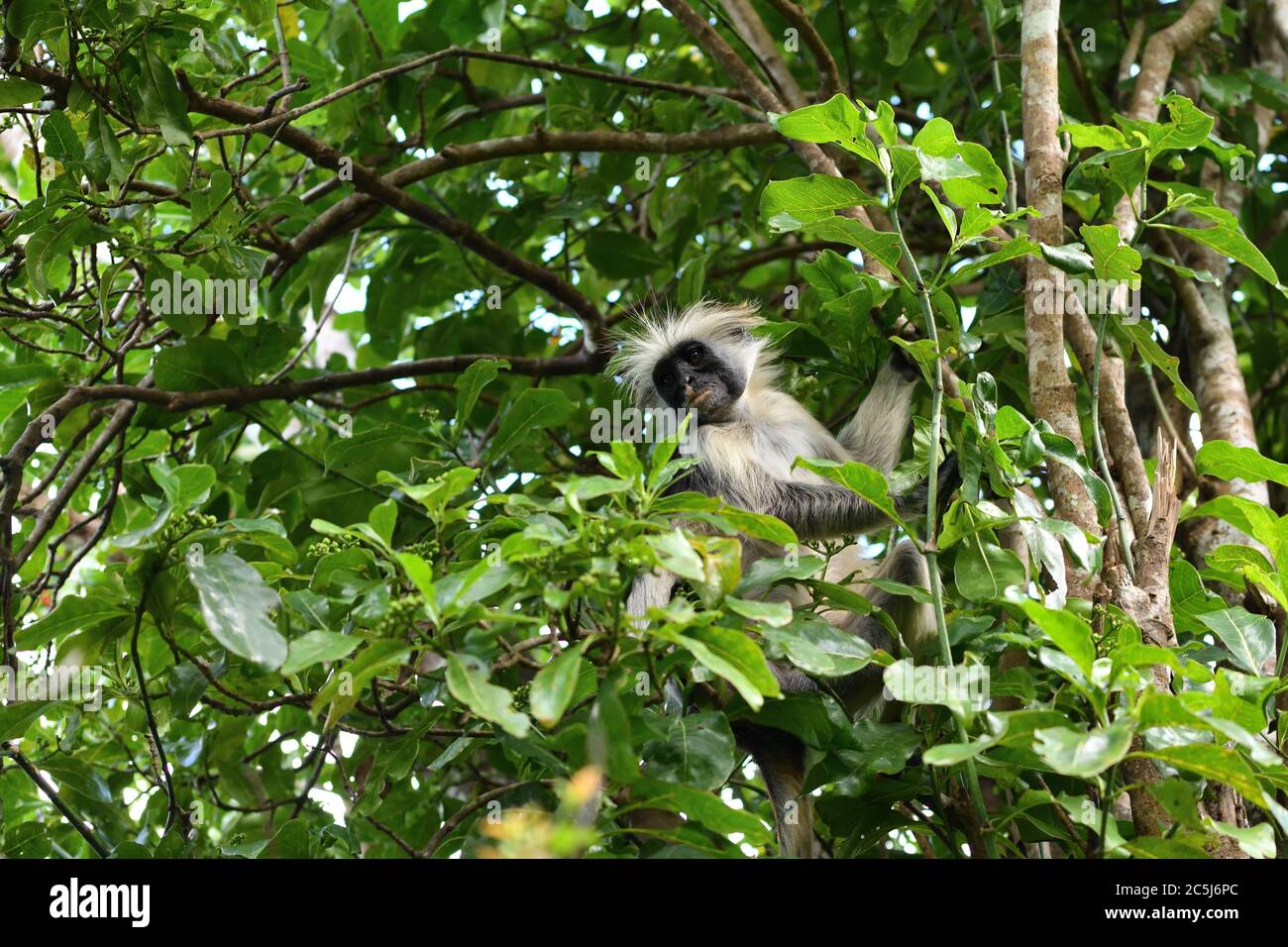 Red Colobus baby monkey in a natural environment, Zanzibar Jozani ...