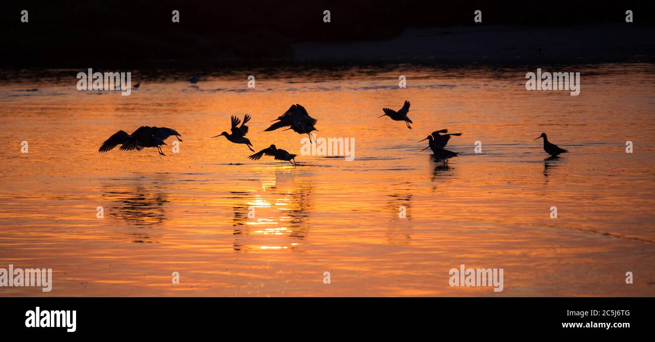 Pack of Birds in the SunRise Stock Photo - Alamy