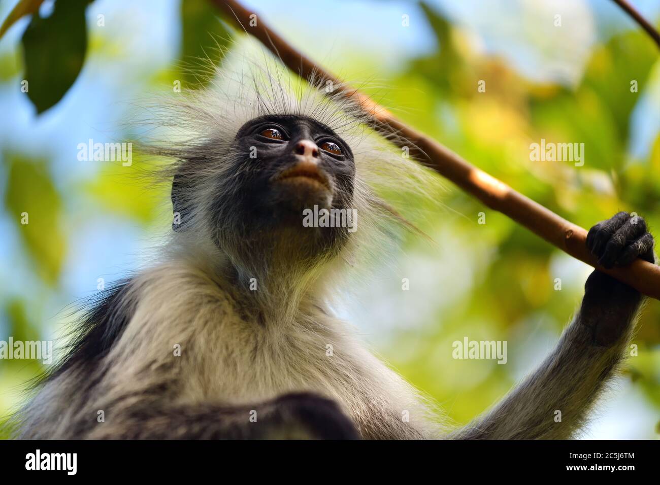 Red Colobus baby monkey in a natural environment, Zanzibar Jozani ...
