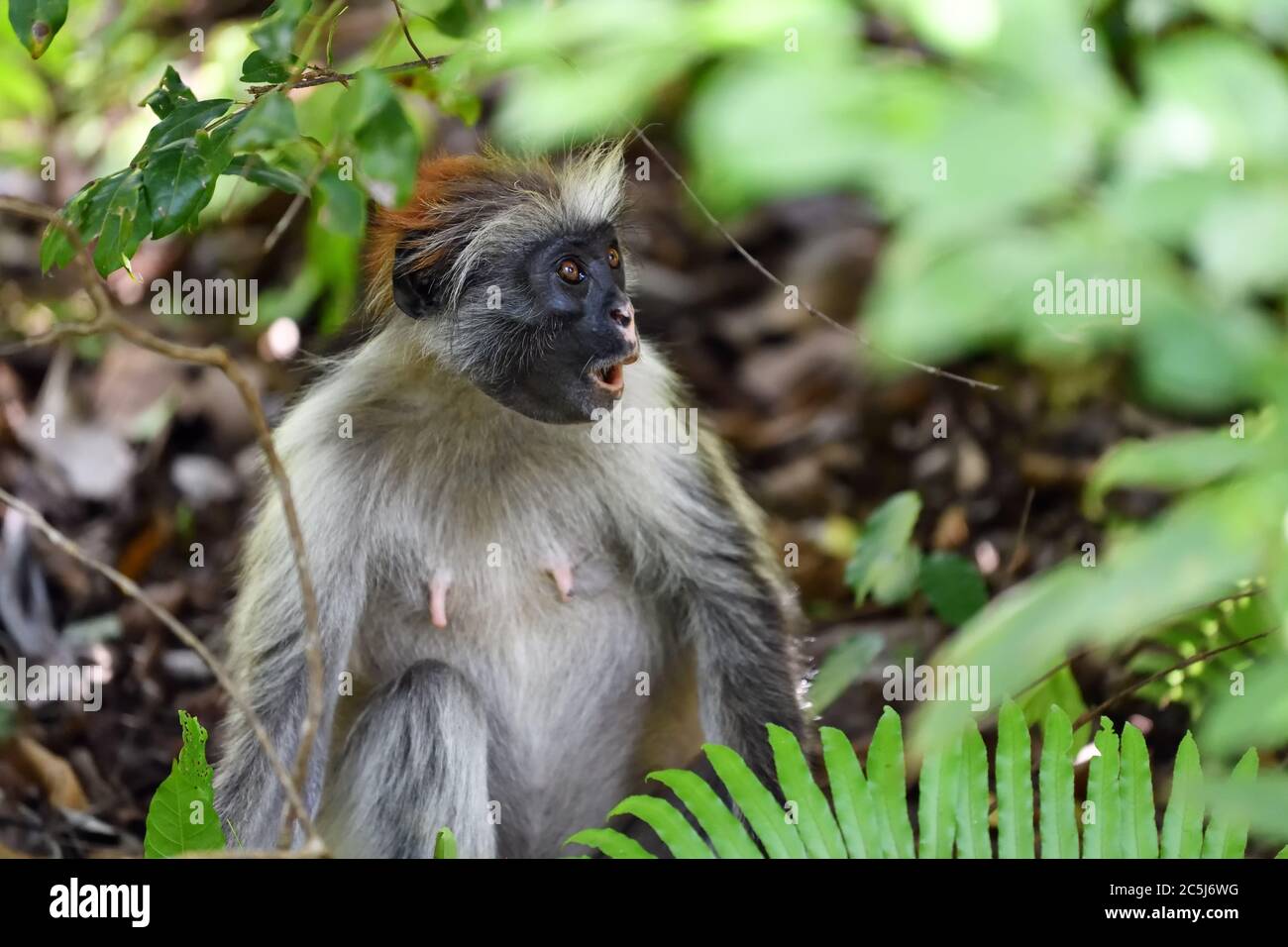 Red Colobus monkey in a natural environment, Zanzibar Jozani forest ...