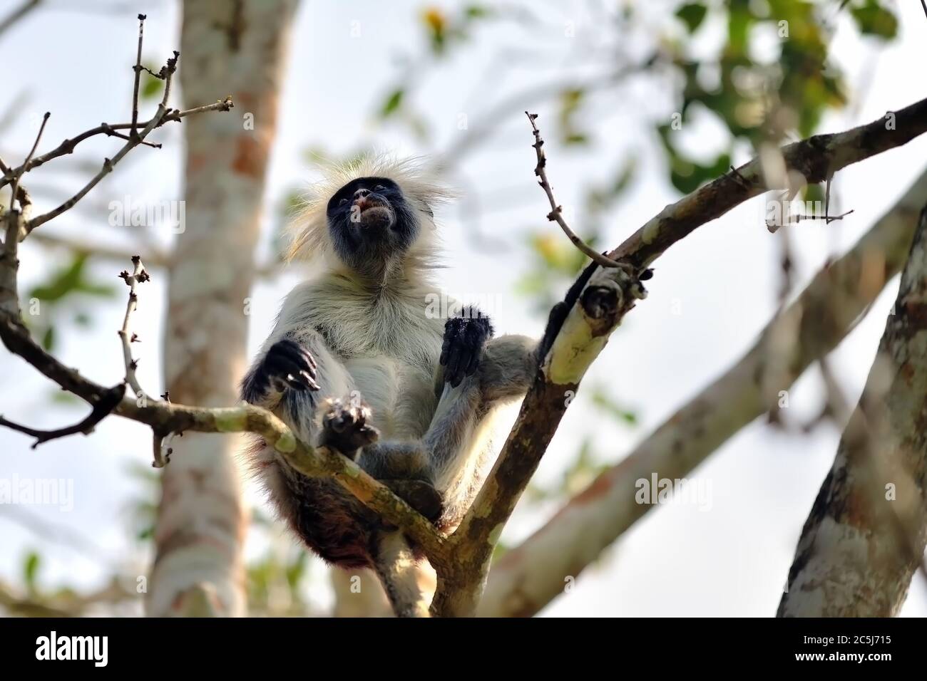 Red Colobus monkey in a natural environment, Zanzibar Jozani forest ...