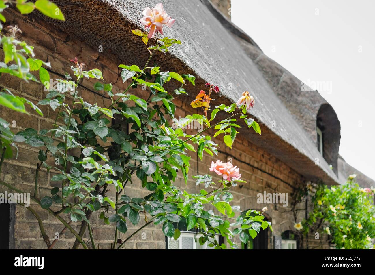 Wild and native roses seen climbing up the front of an old, English ...