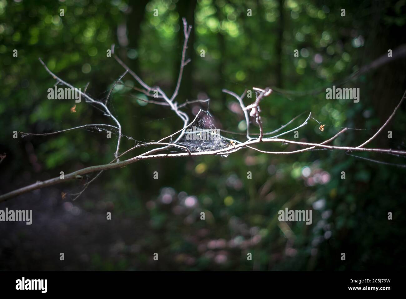 Funnel web spider's web seen within interconnecting branches in a ...