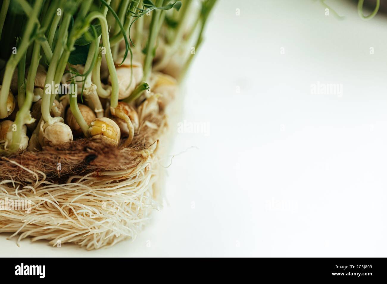 Roots of micro green plant close up Stock Photo - Alamy