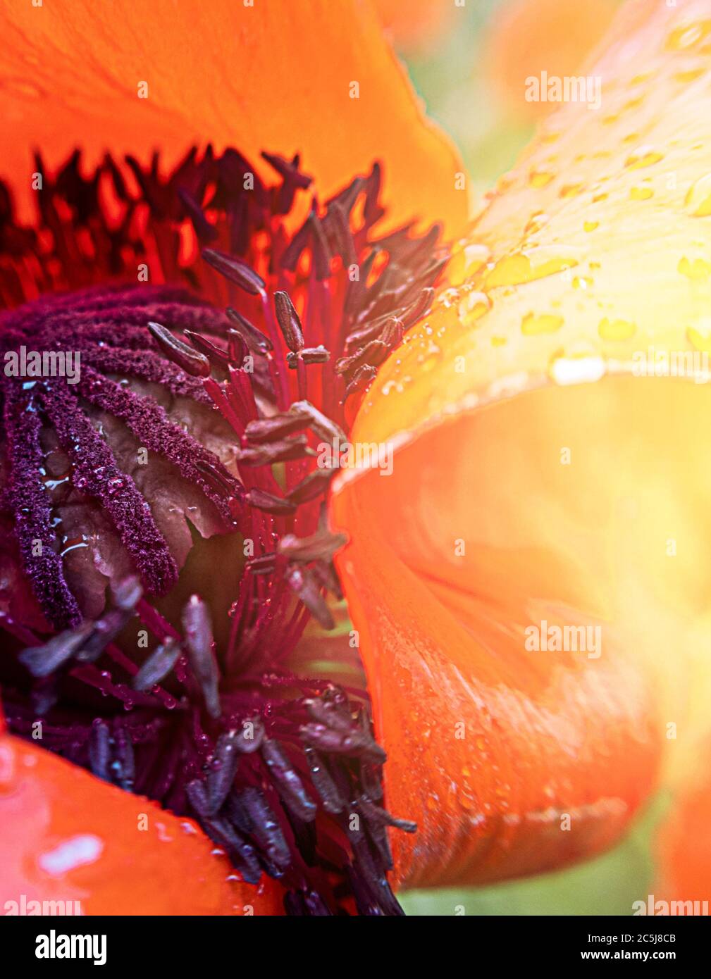 Inside the stem hi-res stock photography and images - Alamy