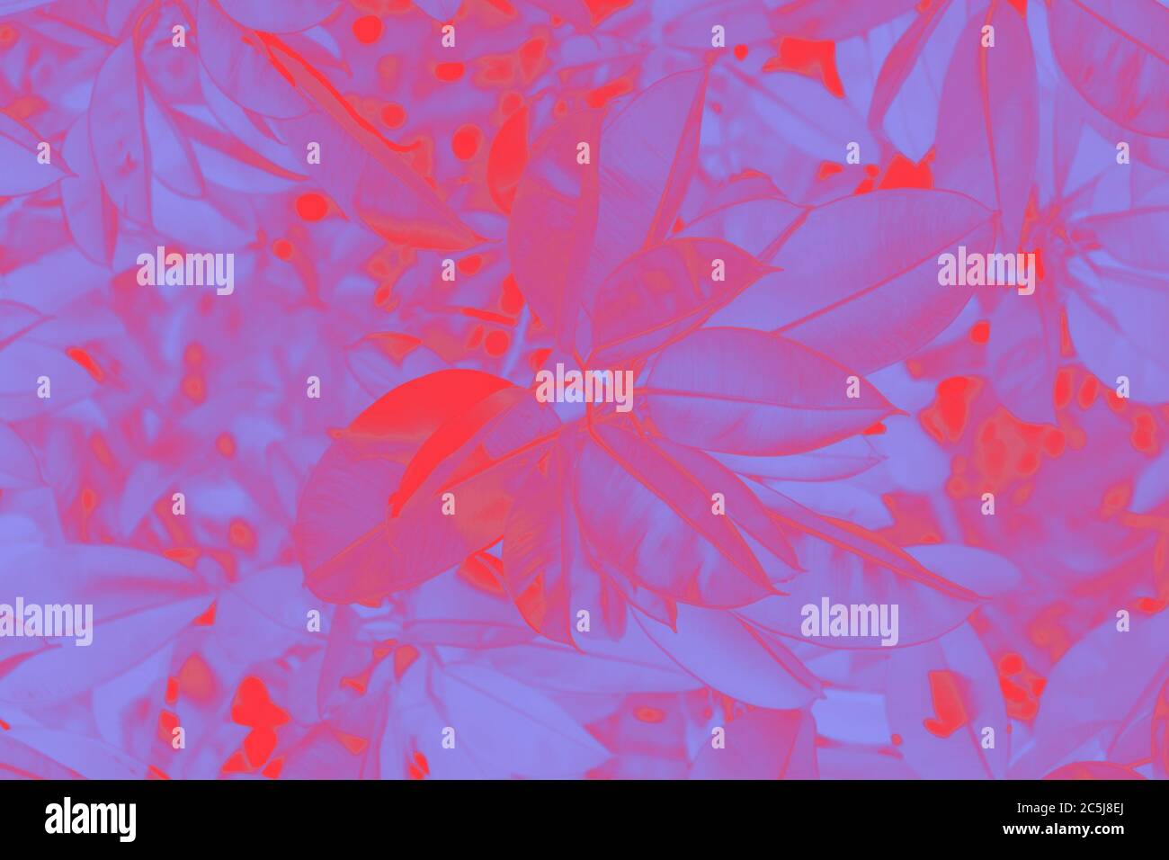 Neon ficus hi-res stock photography and images - Alamy