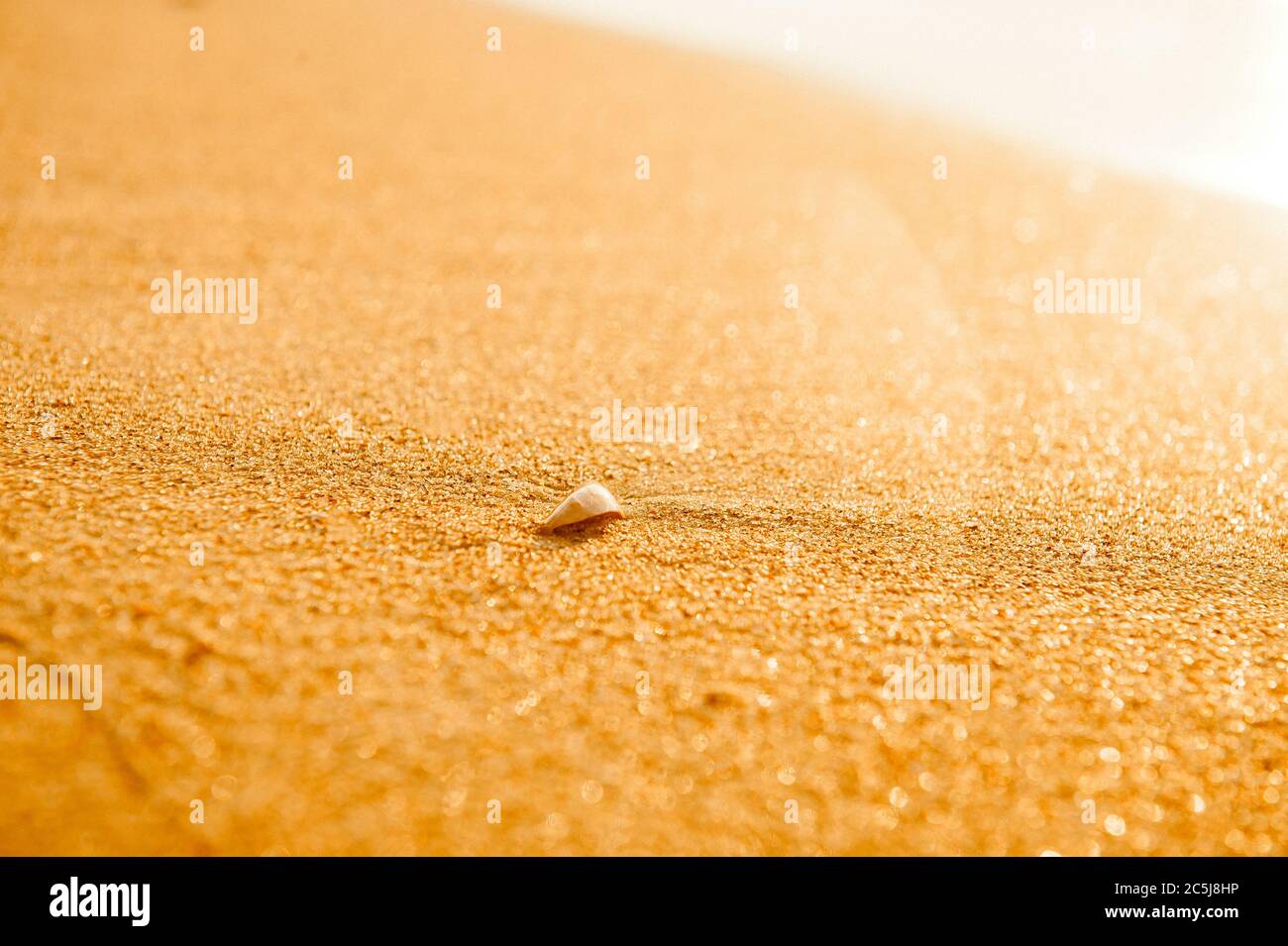 yellow sand on the beach and shell near the water Stock Photo - Alamy