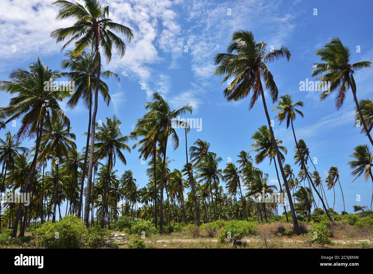 Palm trees grove, Paje, Zanzibar, Tanzania. Zanzibar scenery Stock ...