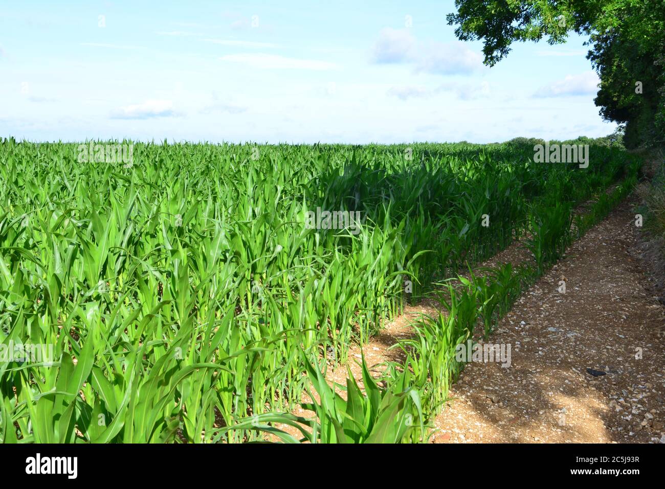 Corn Fields in England in early July Stock Photo - Alamy