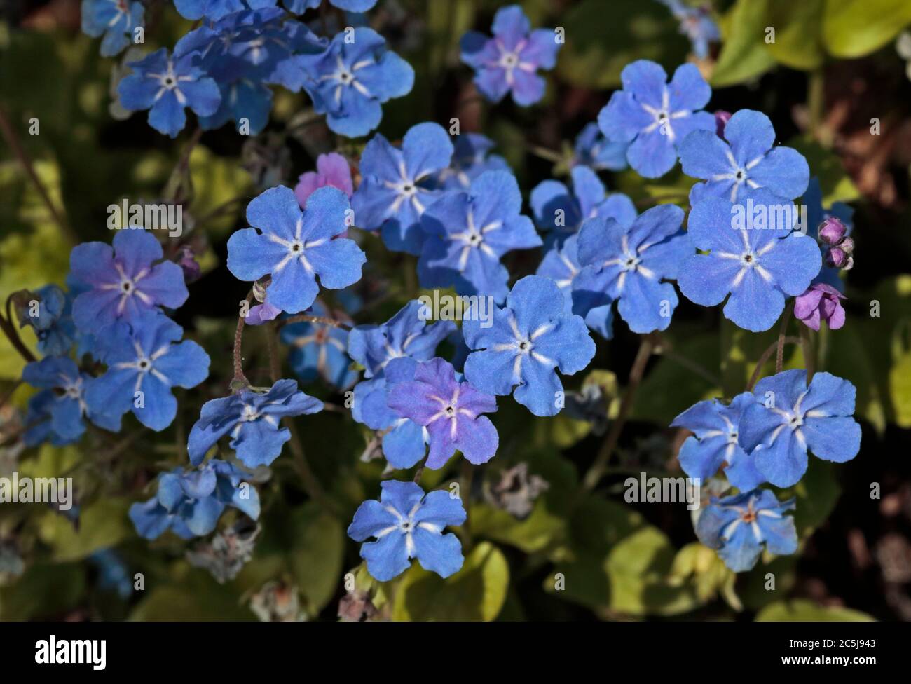 Omphalodes Cappadocica (Cappadocian Navelwort Stock Photo - Alamy