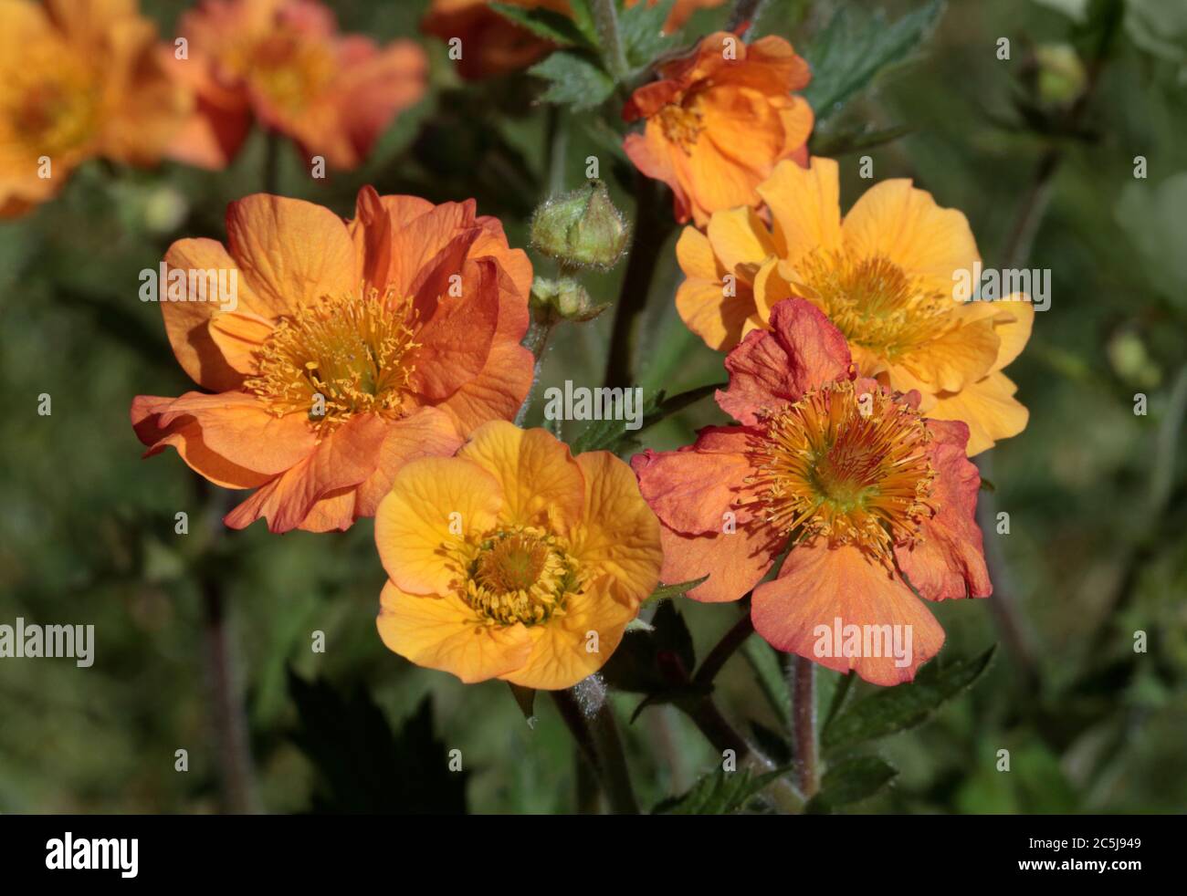 Orange geum hi-res stock photography and images - Alamy