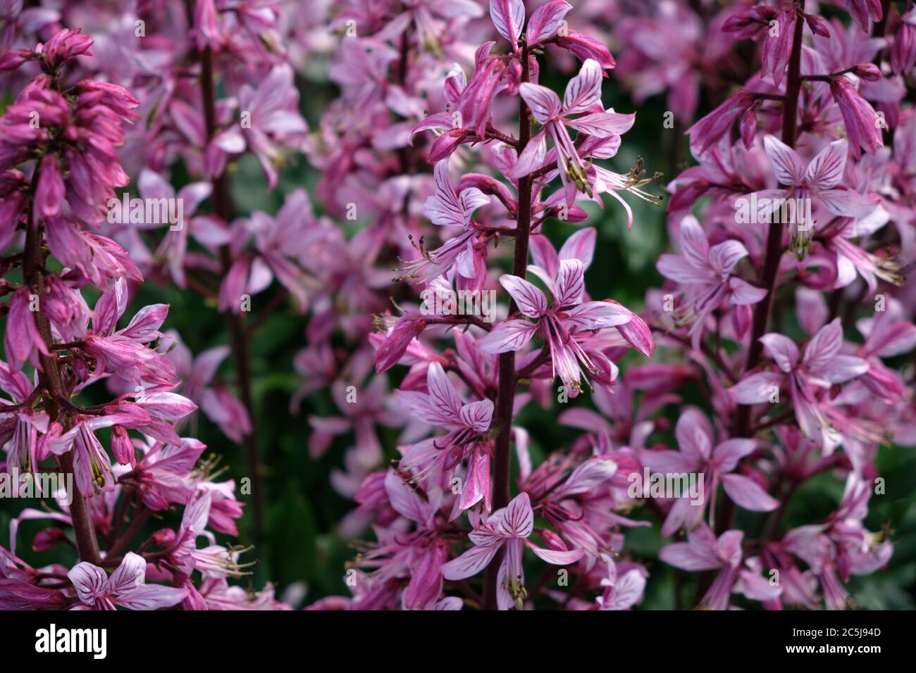 Burning bush - Dictamnus albus - Gas plant Stock Photo - Alamy