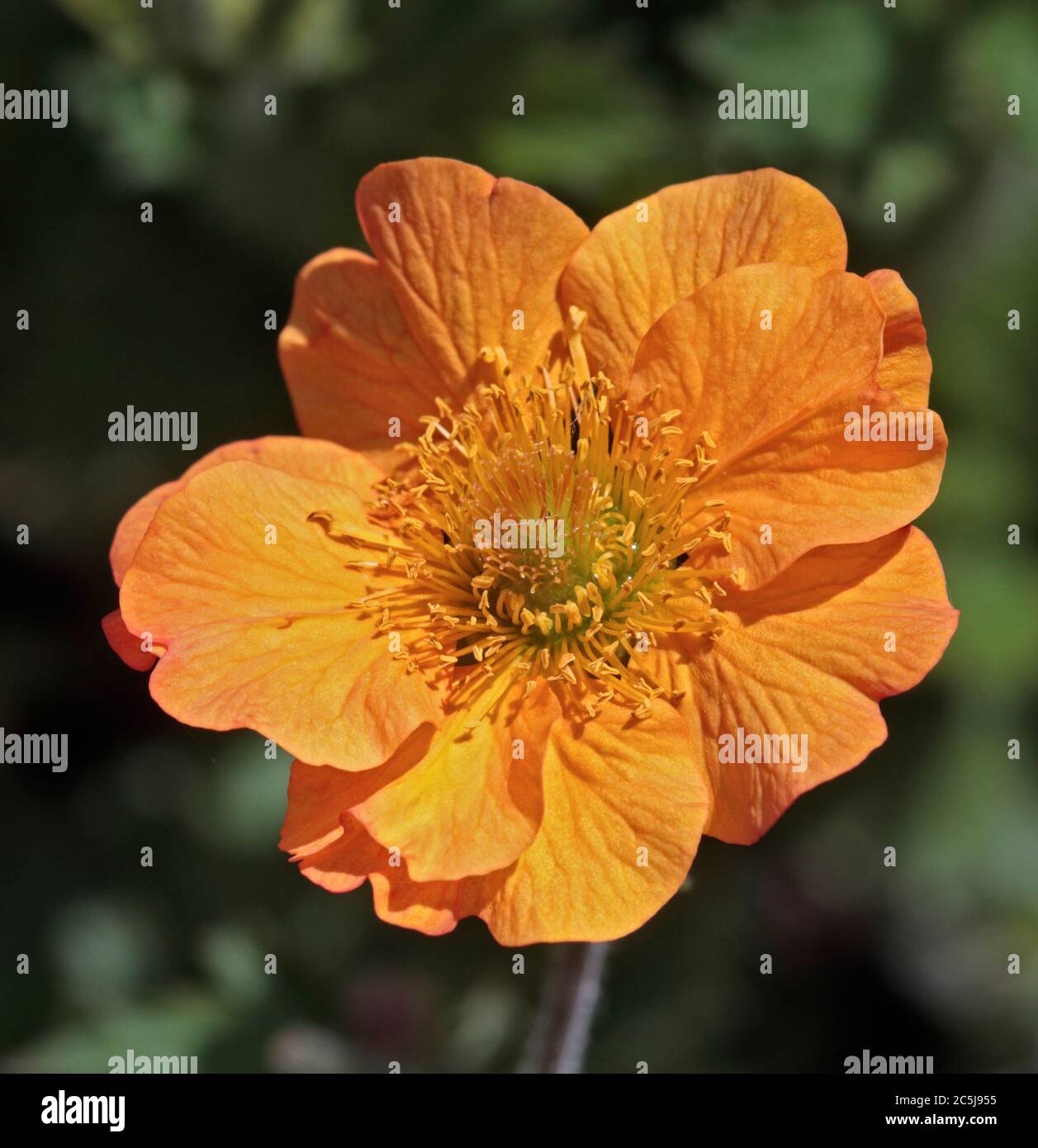 Orange geum hi-res stock photography and images - Alamy