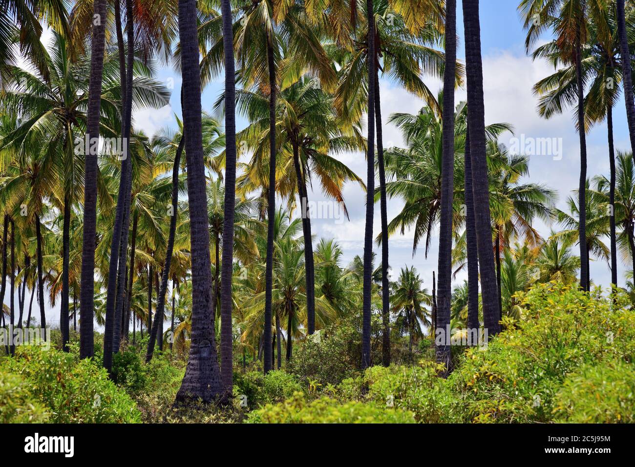 Palm trees grove, Paje, Zanzibar, Tanzania. Zanzibar scenery Stock ...