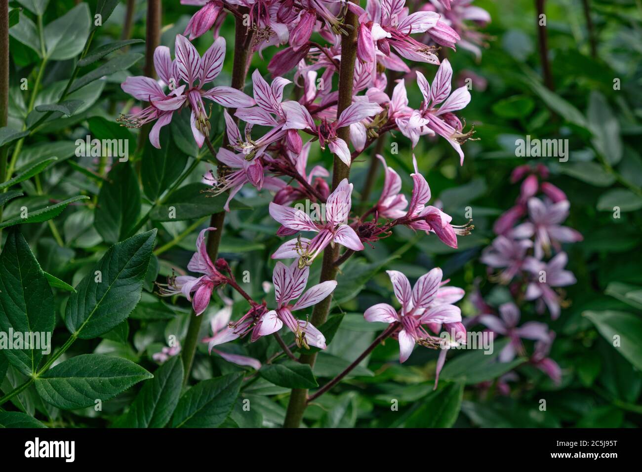 Burning bush - Dictamnus albus - Gas plant Stock Photo - Alamy